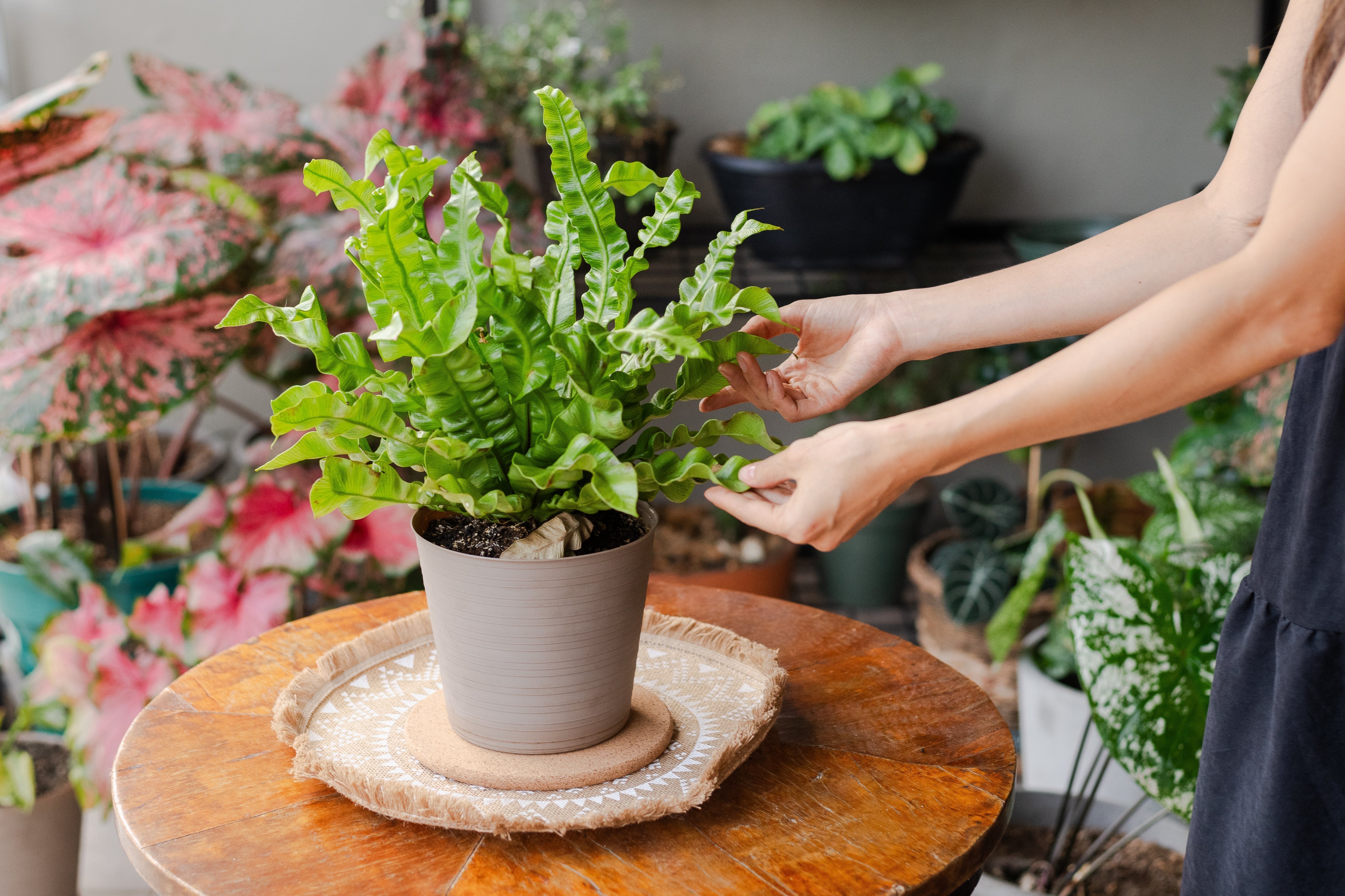 ¿Cómo saber si tu planta necesita fertilizante? Señales y soluciones – Caulé Happy Plants