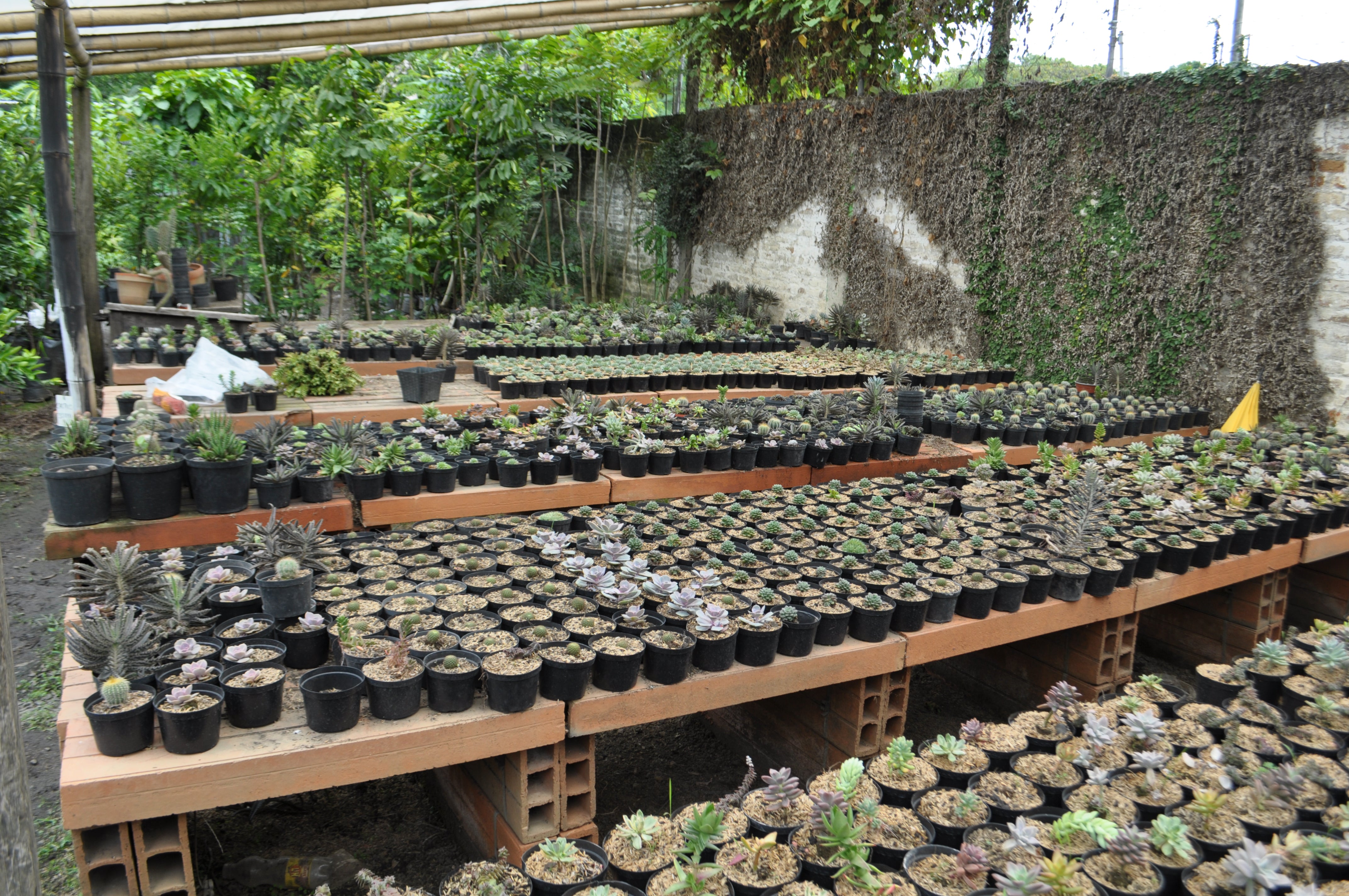 Guía completa para comprar plantas en viveros de Colombia. Tips y reco ...