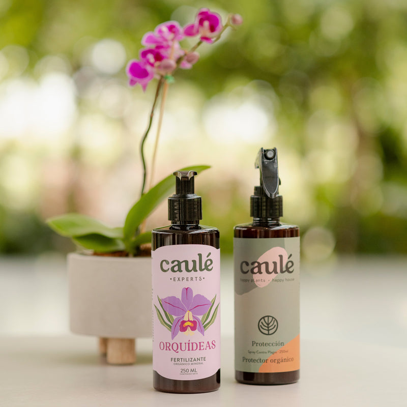 OrKit – Caulé Happy Plants